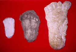 Article on Bigfoot Anatomy | Sasquatch Chronicles