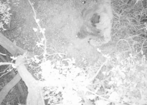 Fake Trail Cam Photos sent to Sasquatch Chronicles | Sasquatch Avenue
