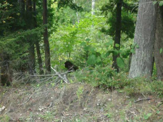 Photo: Possible Gugwe | Sasquatch Chronicles